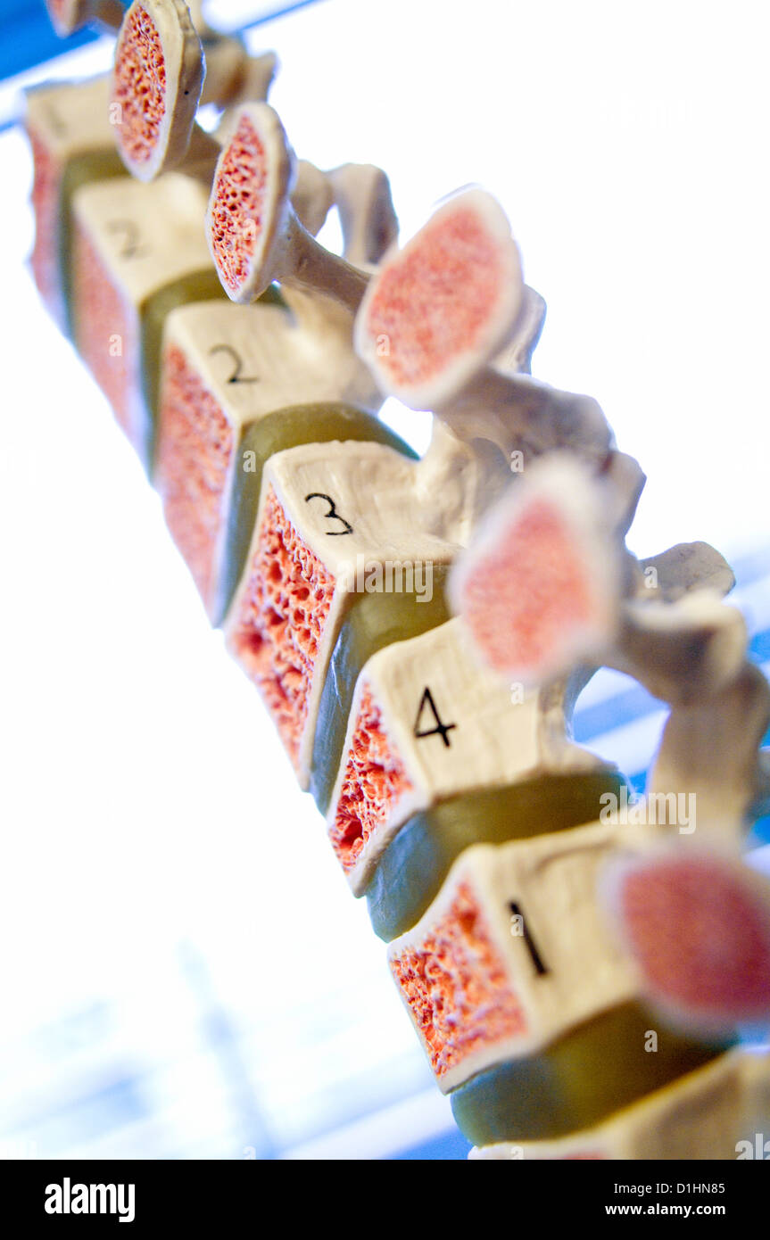 Cutaway model of human backbone Stock Photo - Alamy