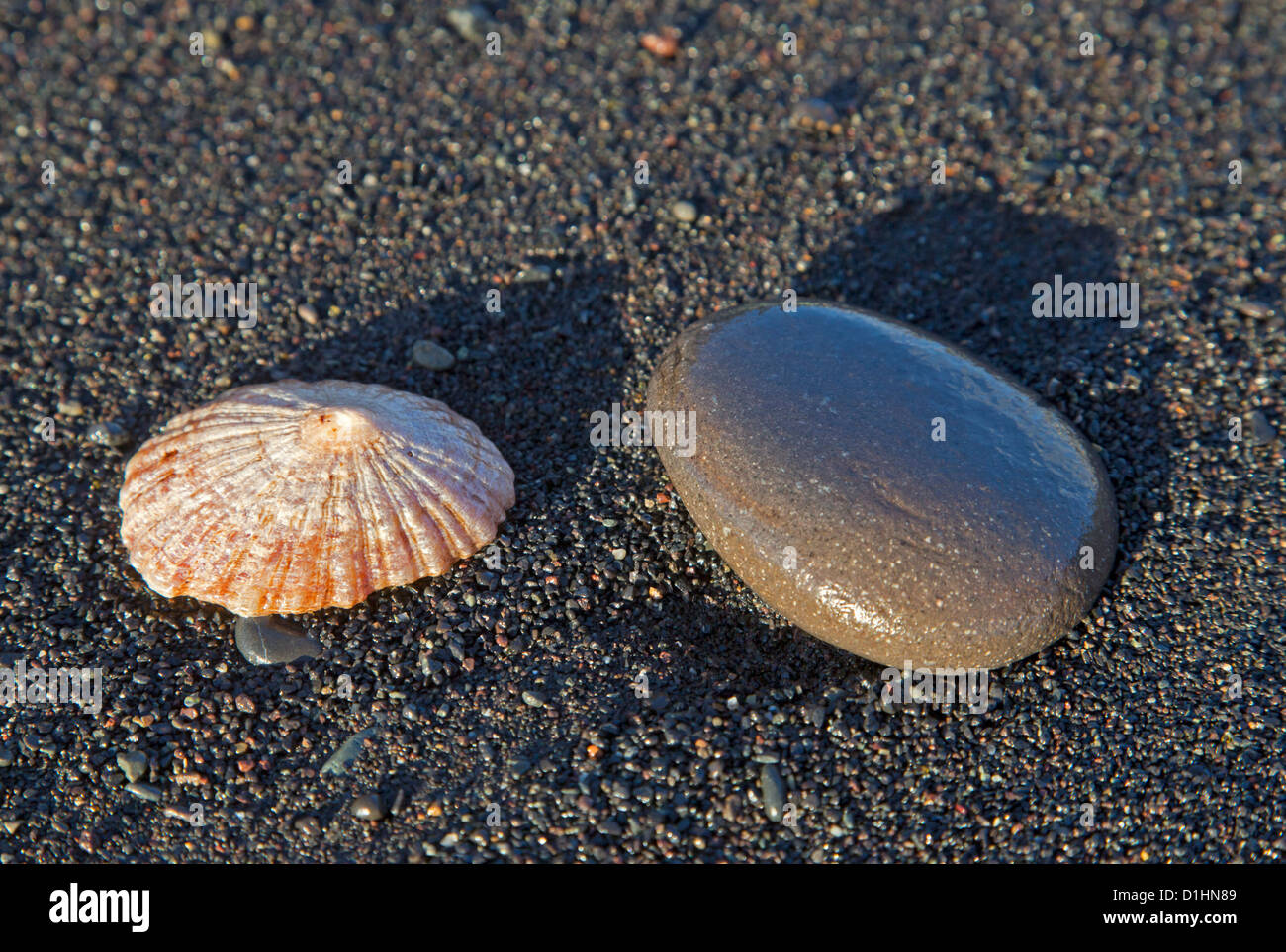 Lava shell hi-res stock photography and images - Alamy