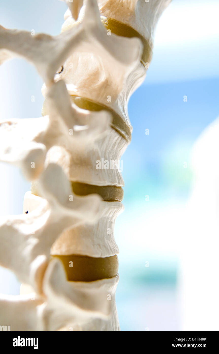 Model of human backbone Stock Photo - Alamy