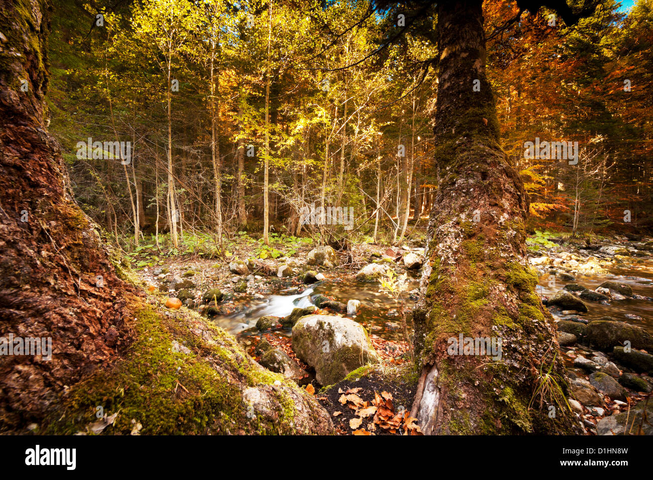 peaceful flowing stream between two trees in the smokey mountains Stock ...