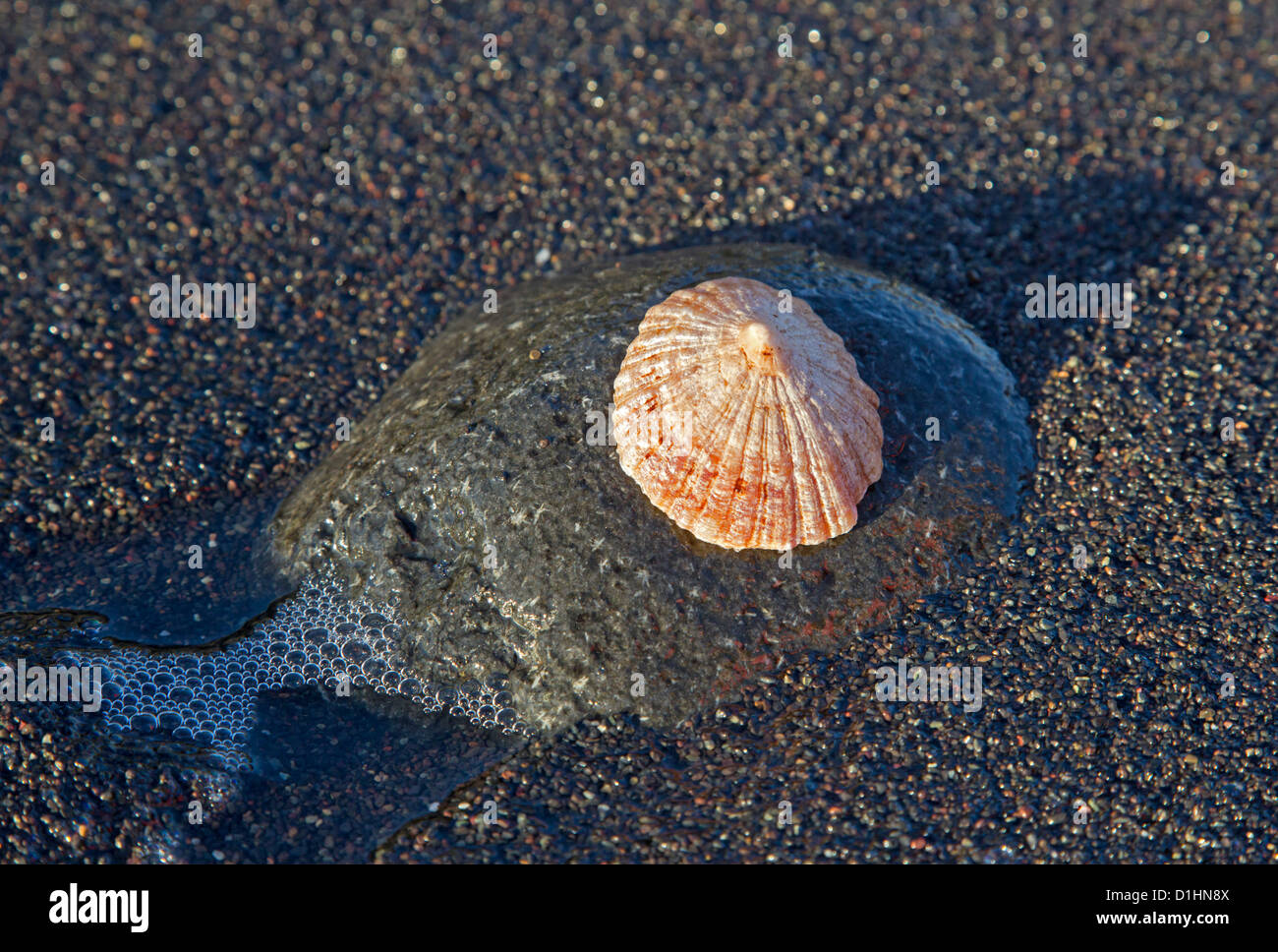 Lava shell hi-res stock photography and images - Alamy