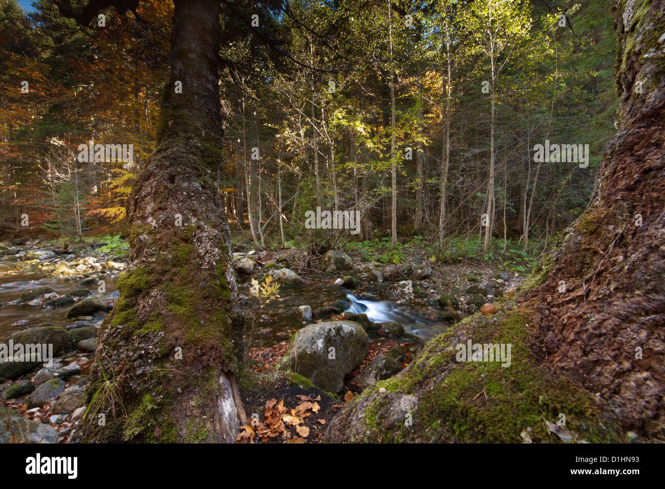 peaceful flowing stream between two trees in the smokey mountains Stock ...