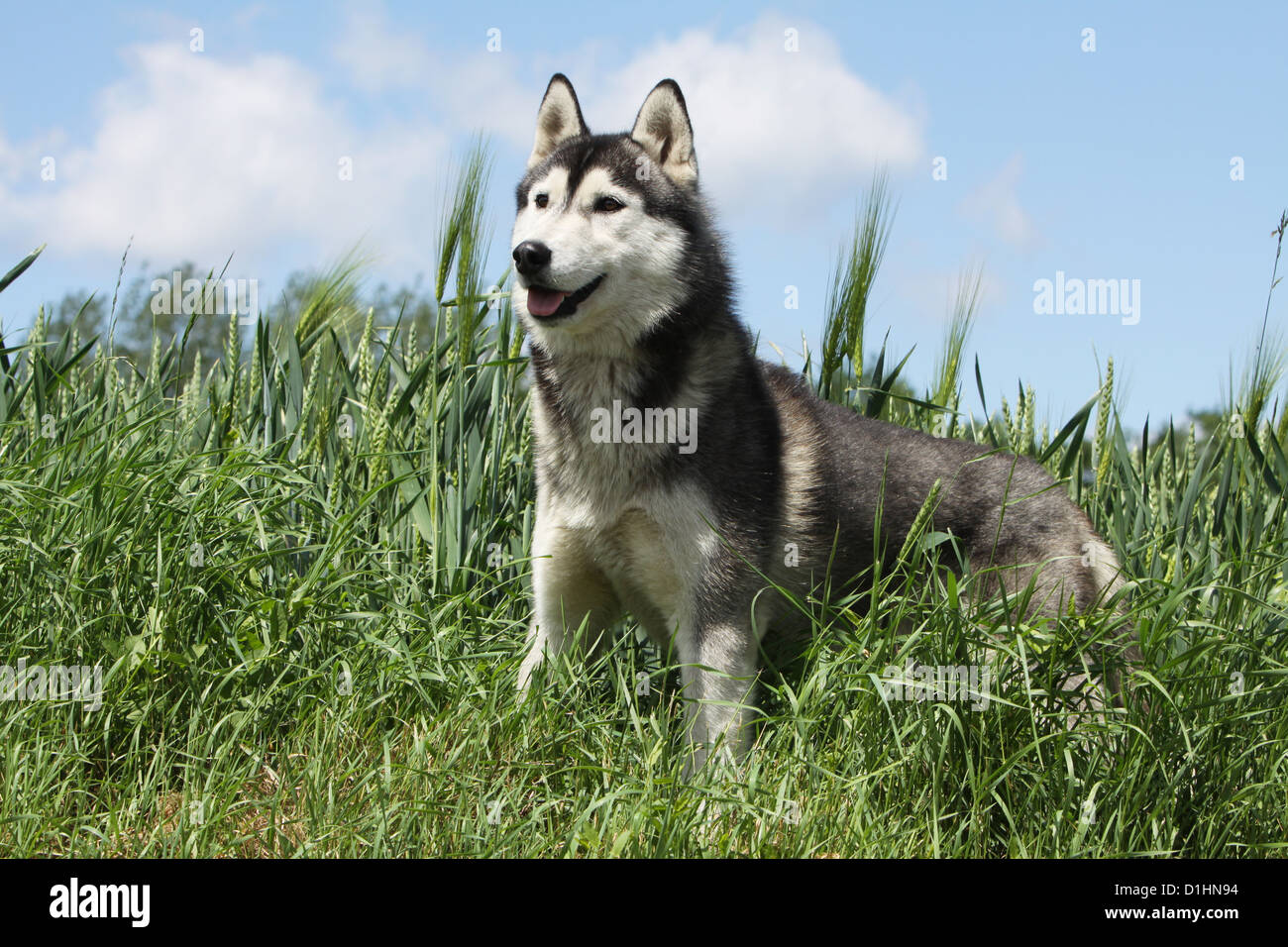 Are Siberian Huskies Good Hunting Dogs