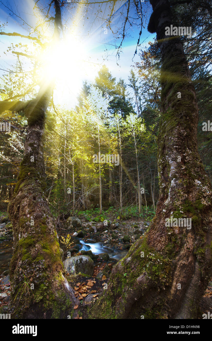sunset over forest peaceful flowing stream between two trees in the ...