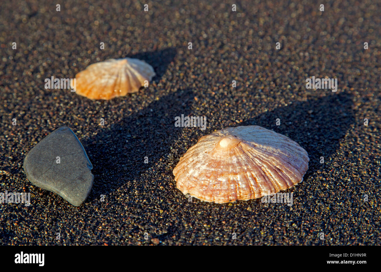 Shell on a lava beach La Palma, Canary Islands Stock Photo - Alamy