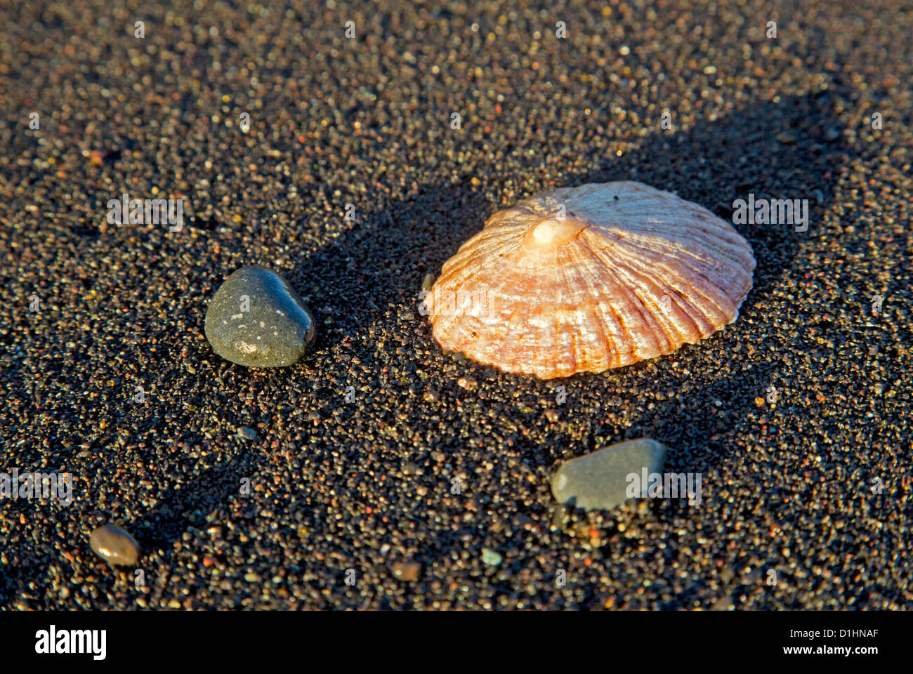 Lava shells hi-res stock photography and images - Alamy