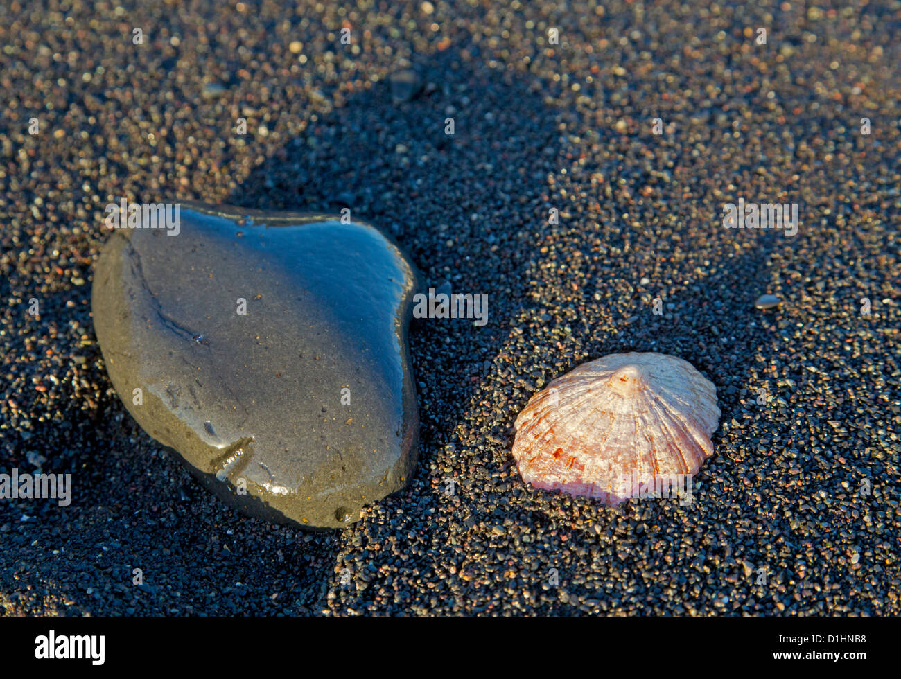 Caracol de mar hi-res stock photography and images - Alamy