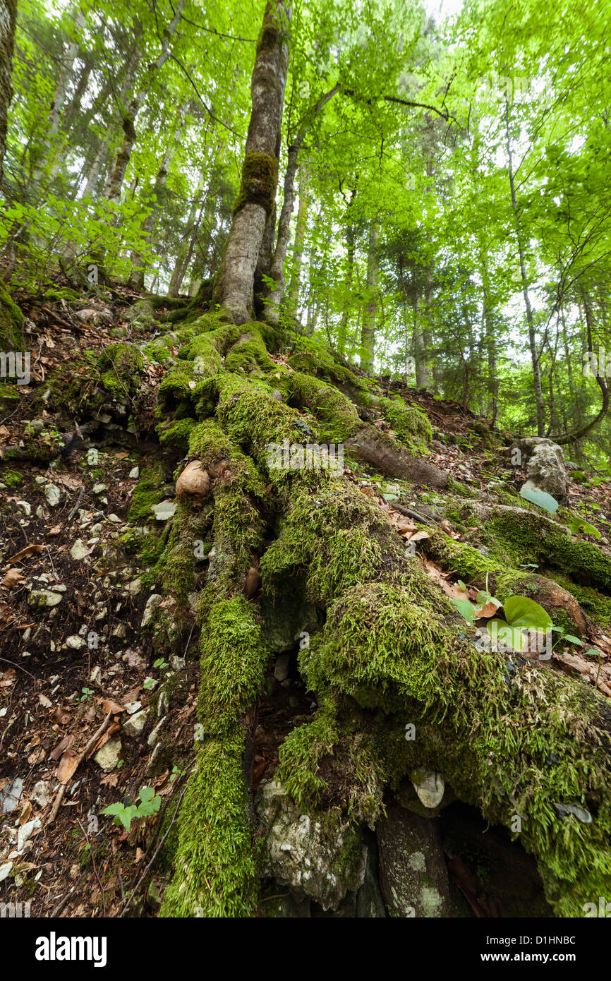 Closeup on the roots of an old forest Stock Photo - Alamy