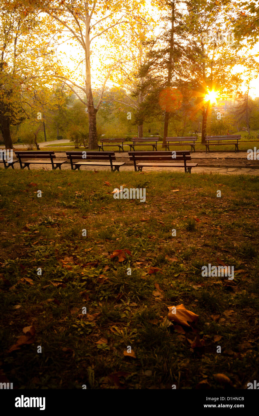 Sunset in park with trees and green grass Stock Photo - Alamy