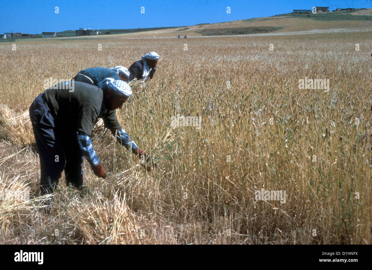 Sickle Harvesting High Resolution Stock Photography and Images - Alamy