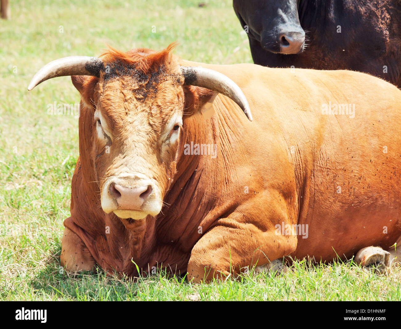 Couple And Bull High Resolution Stock Photography and Images - Alamy