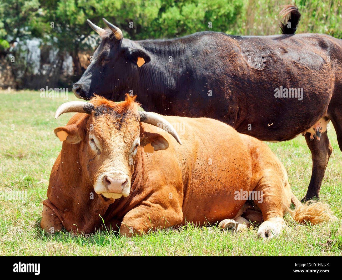 Couple And Bull High Resolution Stock Photography and Images - Alamy