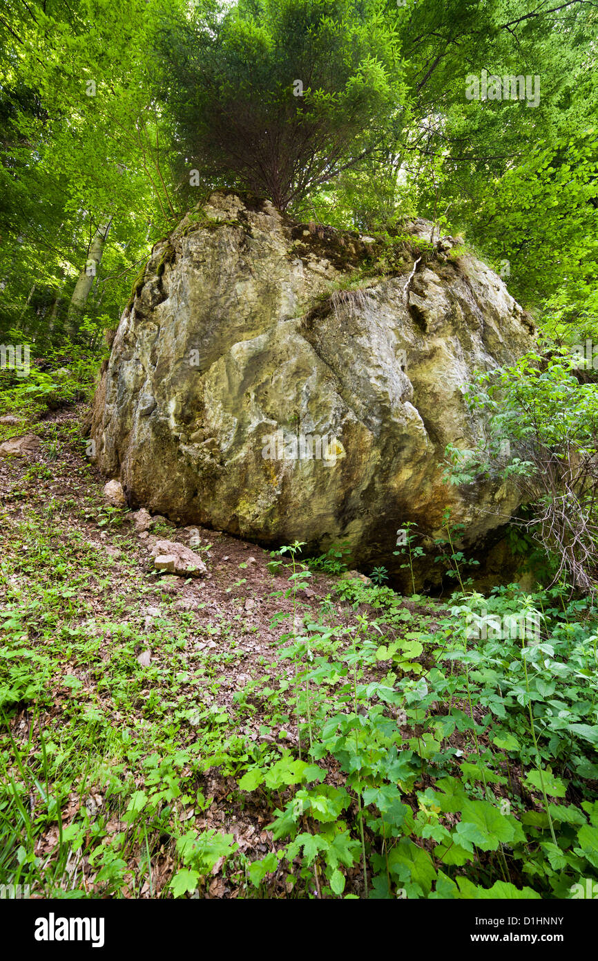 Landscape with huge rocks in the lush forest Stock Photo - Alamy