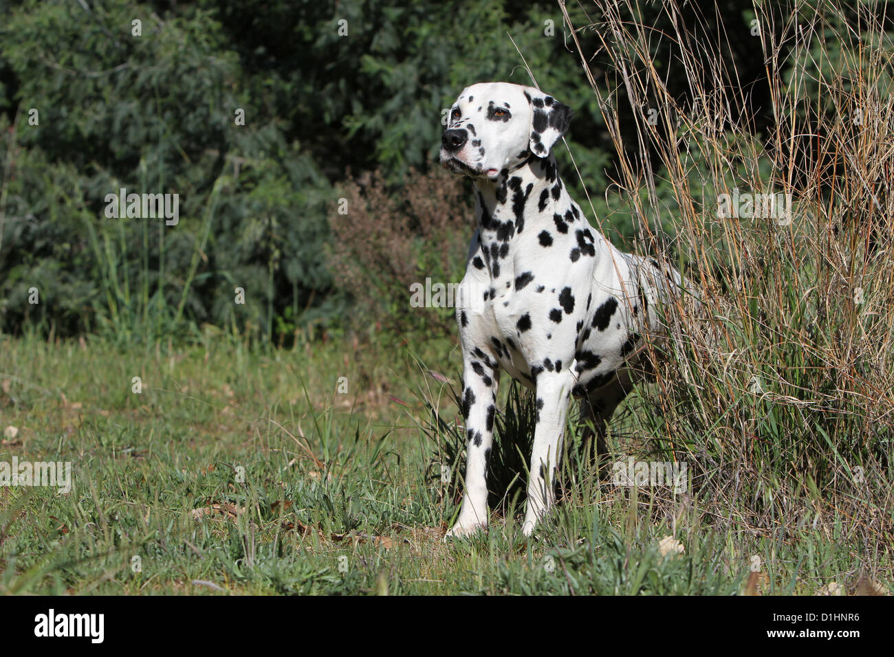 Adult dalmatian dog in nature hi-res stock photography and images - Alamy