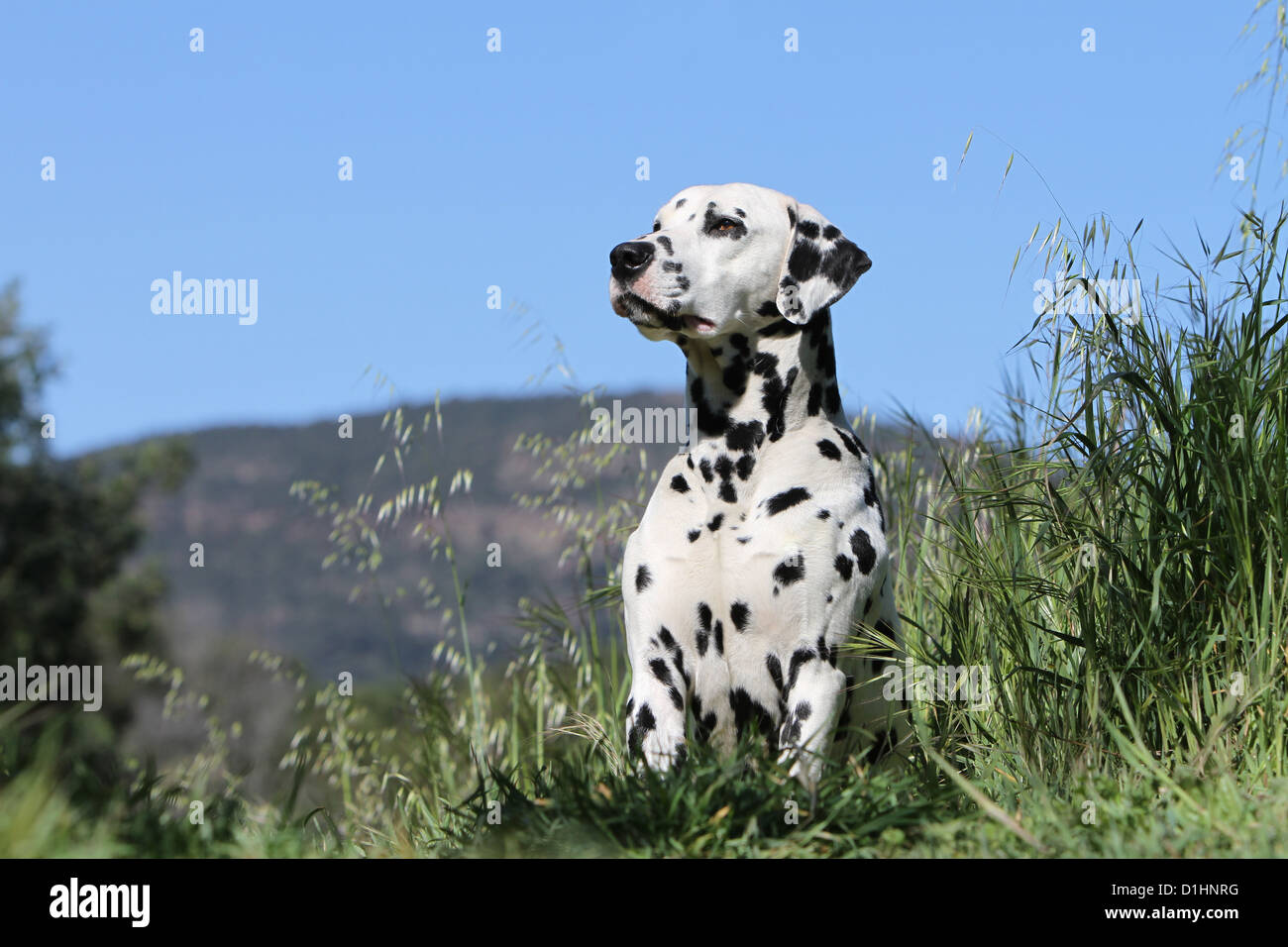 Dog Dalmatian / Dalmatiner / Dalmatien adult sitting in a meadow Stock ...