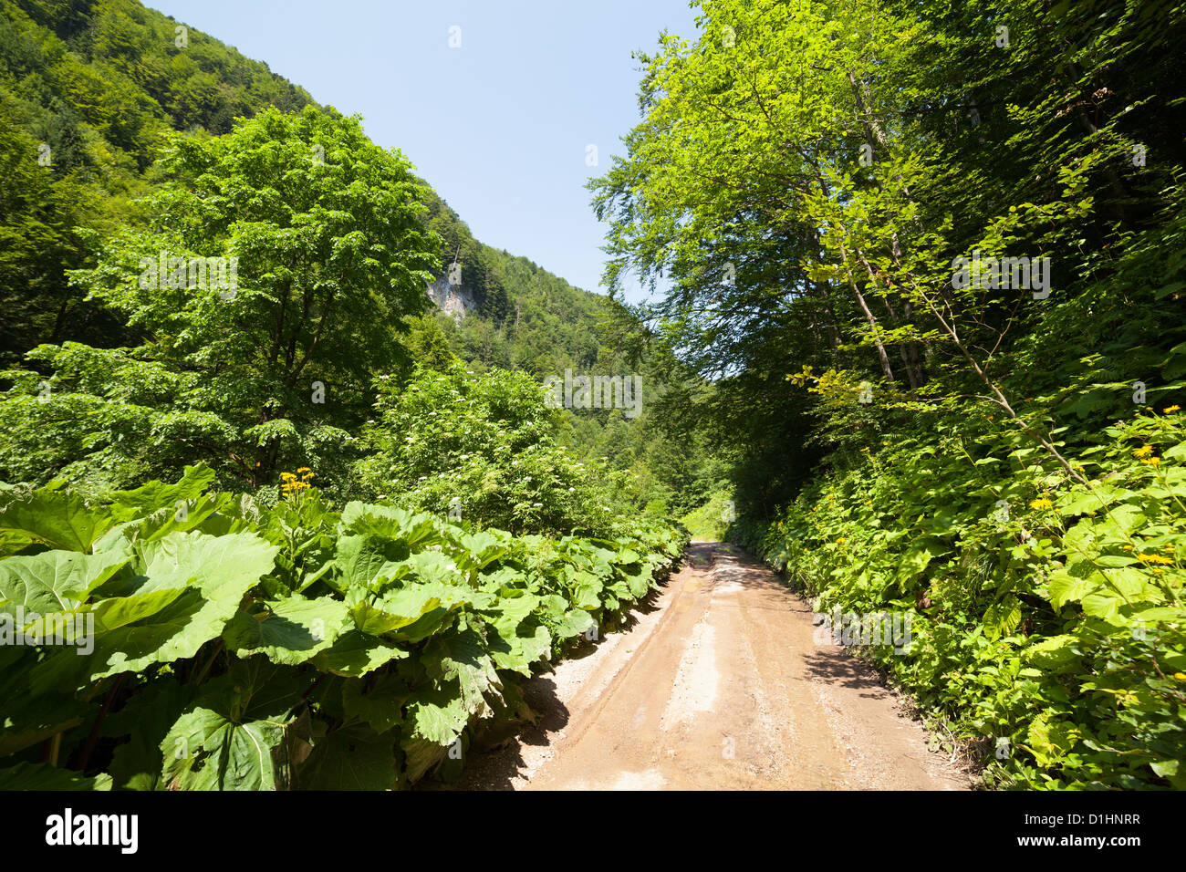 Landscape with a road through alpine forest in a summer day Stock Photo ...