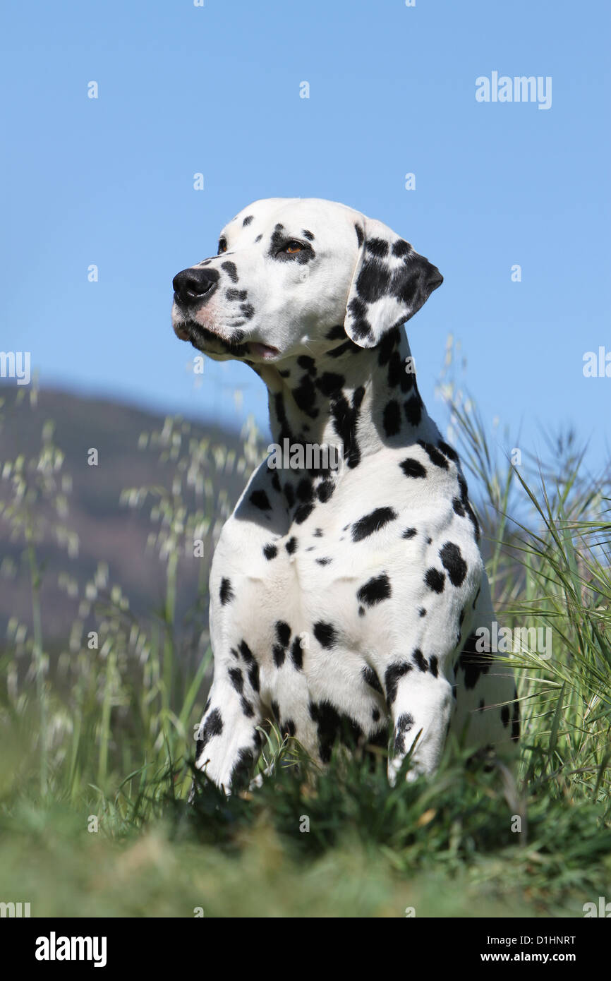 Adult dalmatian dog in nature hi-res stock photography and images - Alamy