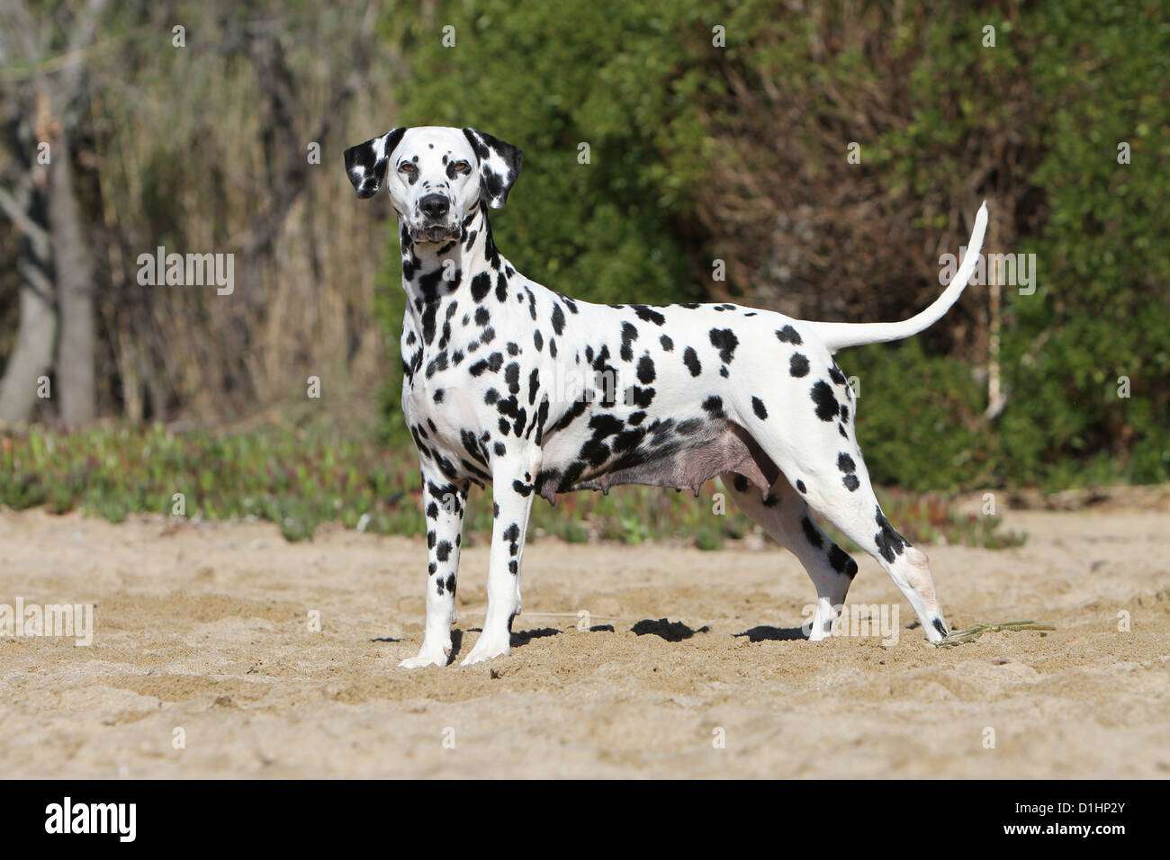 Dog Dalmatian / Dalmatiner / Dalmatien adult standard profile on the ...