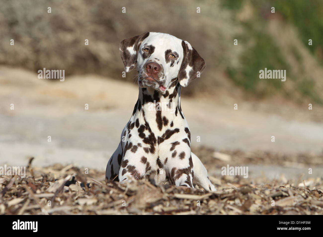 Liver spots hi-res stock photography and images - Alamy