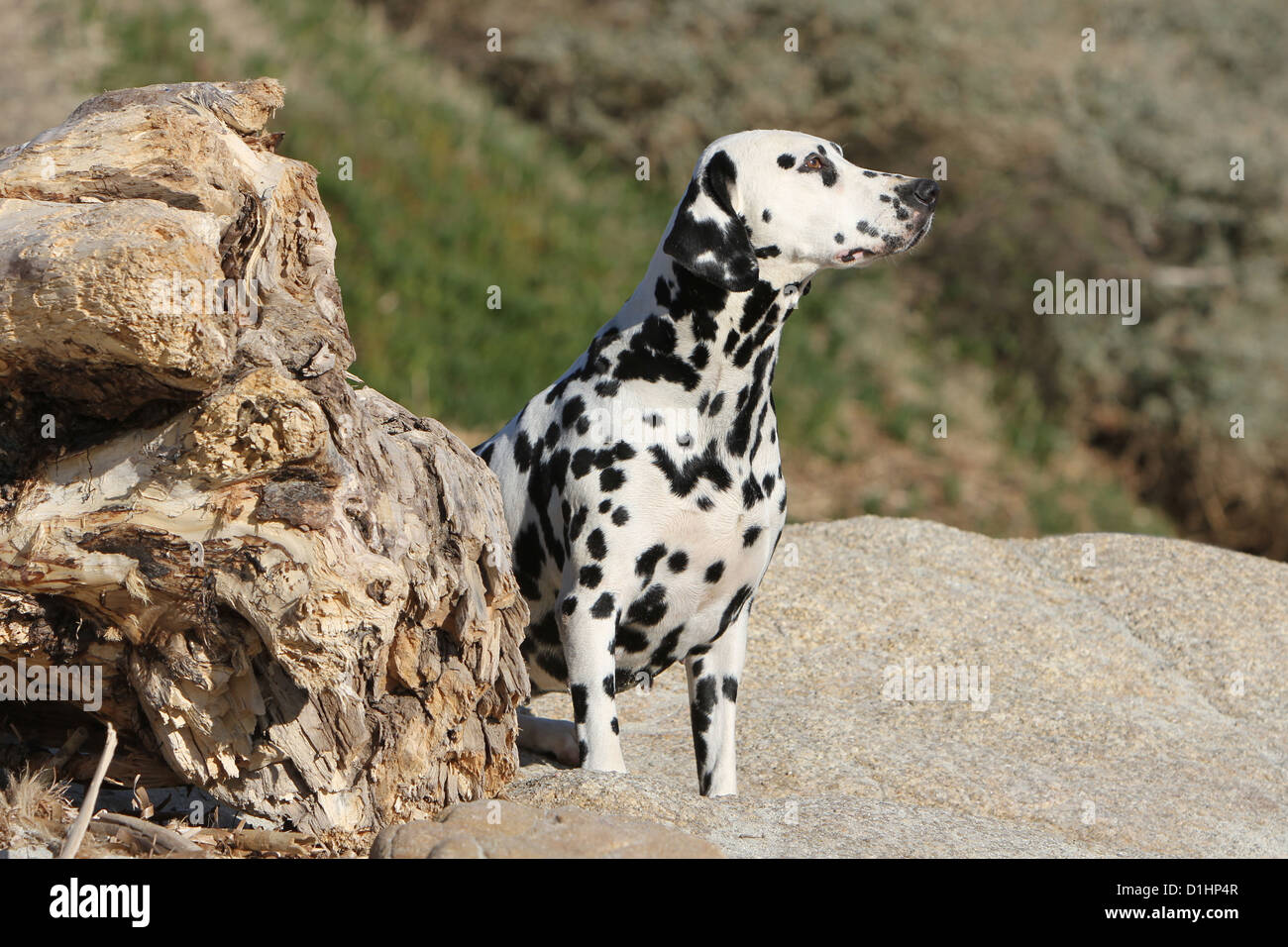 Dog Dalmatian / Dalmatiner / Dalmatien adult sitting on the beach Stock ...