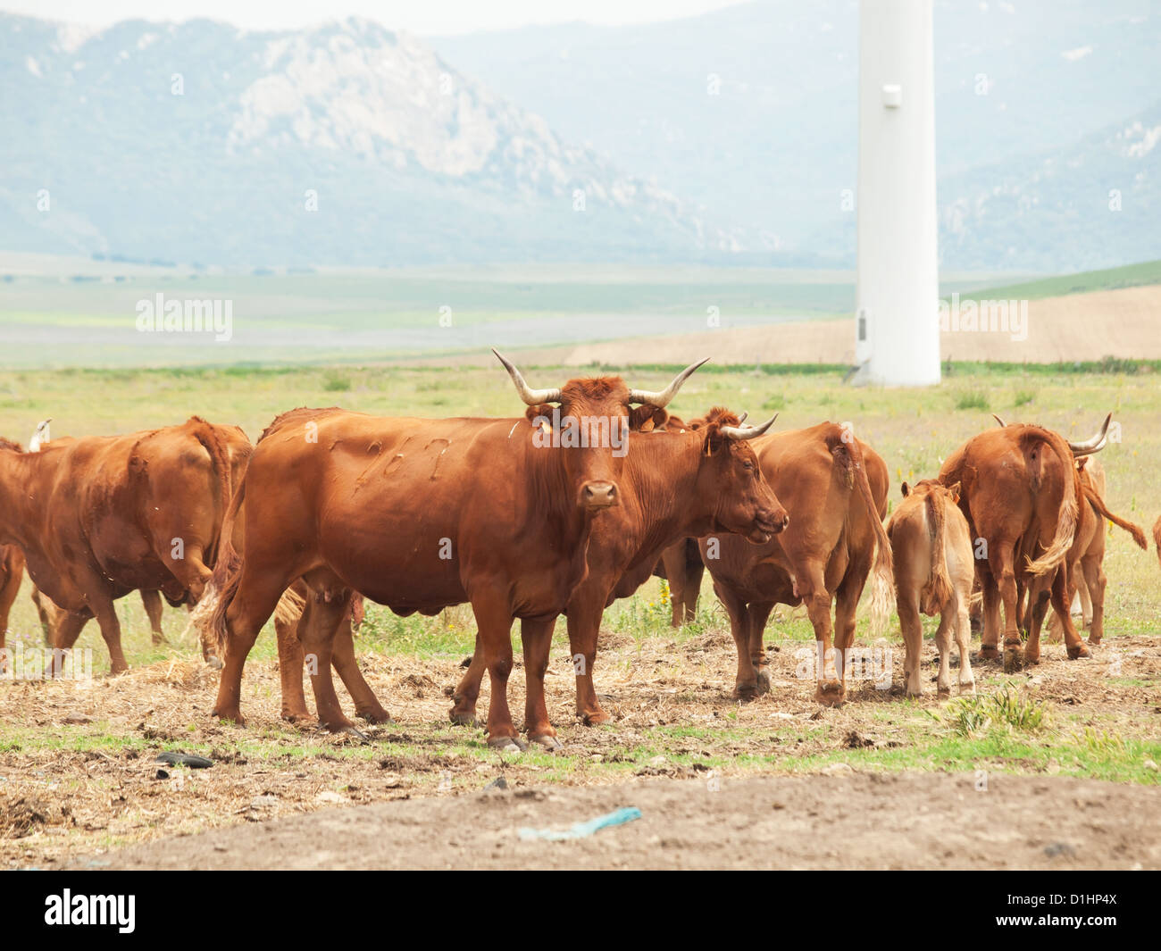 Andalusia cows hi-res stock photography and images - Alamy