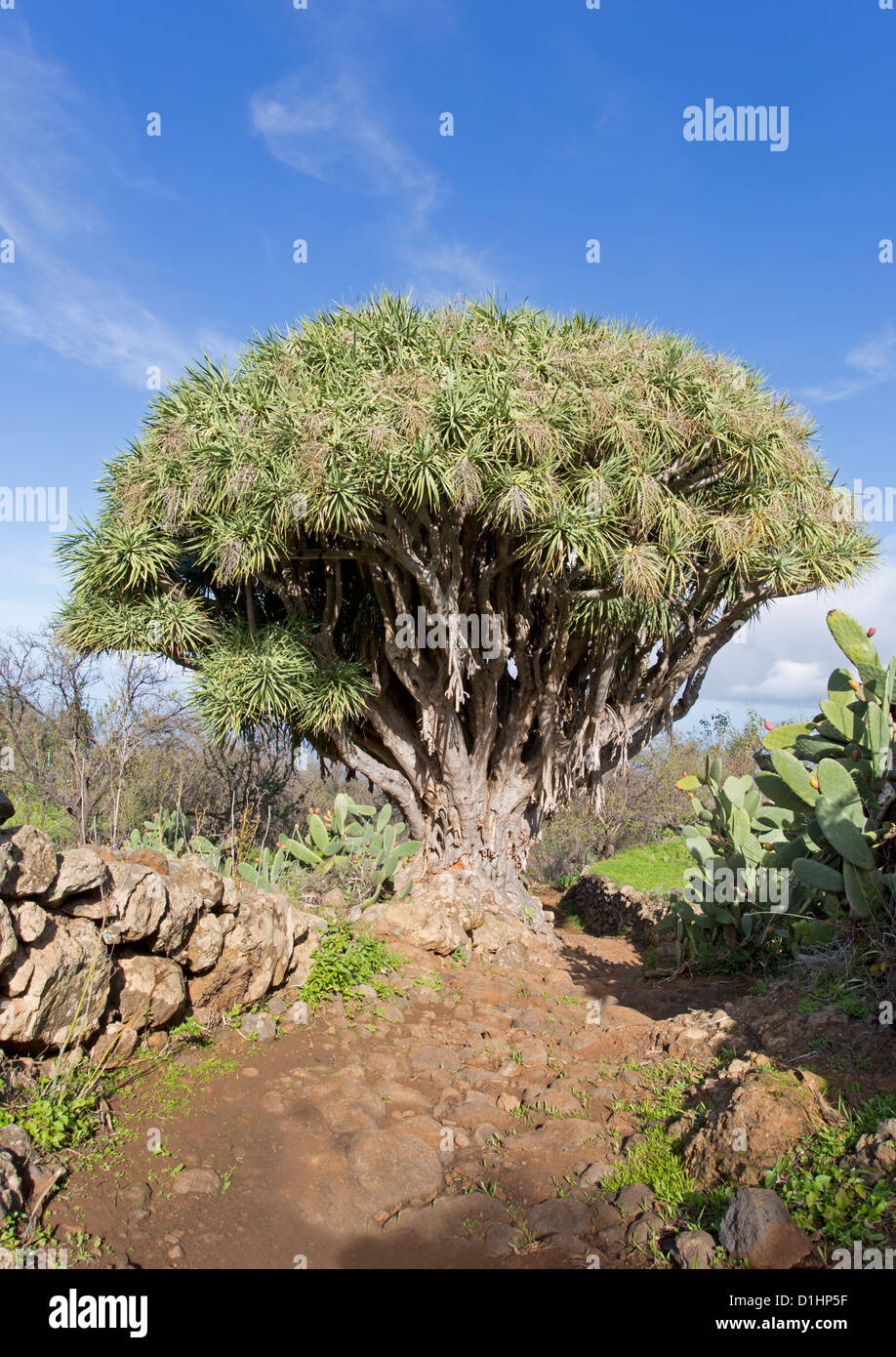 Dragon tree / Dracaena draco Stock Photo - Alamy