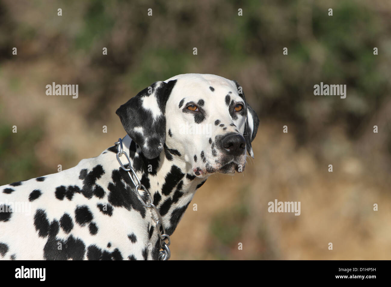 Dog Dalmatian / Dalmatiner / Dalmatien adult portrait profile Stock ...