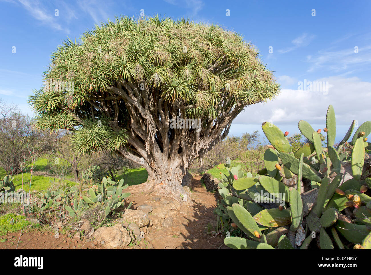 Dragon tree / Dracaena draco Stock Photo - Alamy
