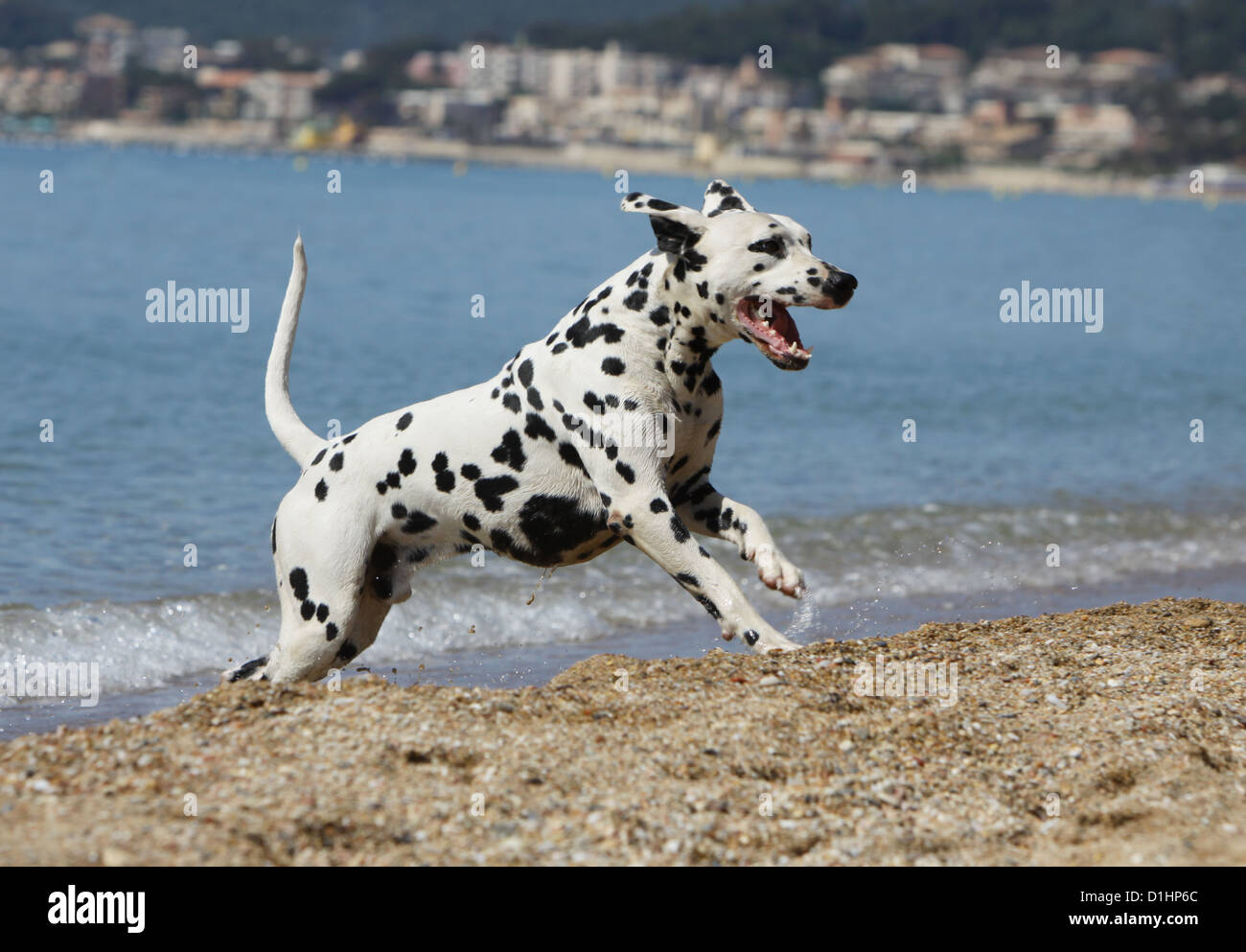 Dog Dalmatian / Dalmatiner / Dalmatien adult running in the sea Stock ...