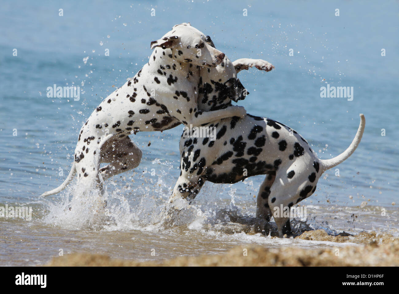 Dog Dalmatian / Dalmatiner / Dalmatien two adults playing in the sea ...