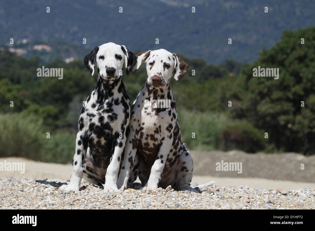 Liver spotted dalmatian hi-res stock photography and images - Alamy