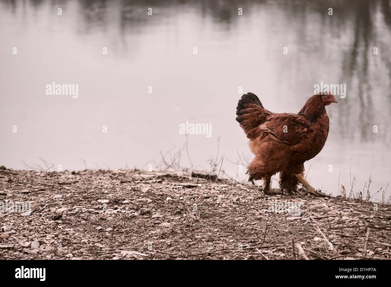 One hen hi-res stock photography and images - Alamy