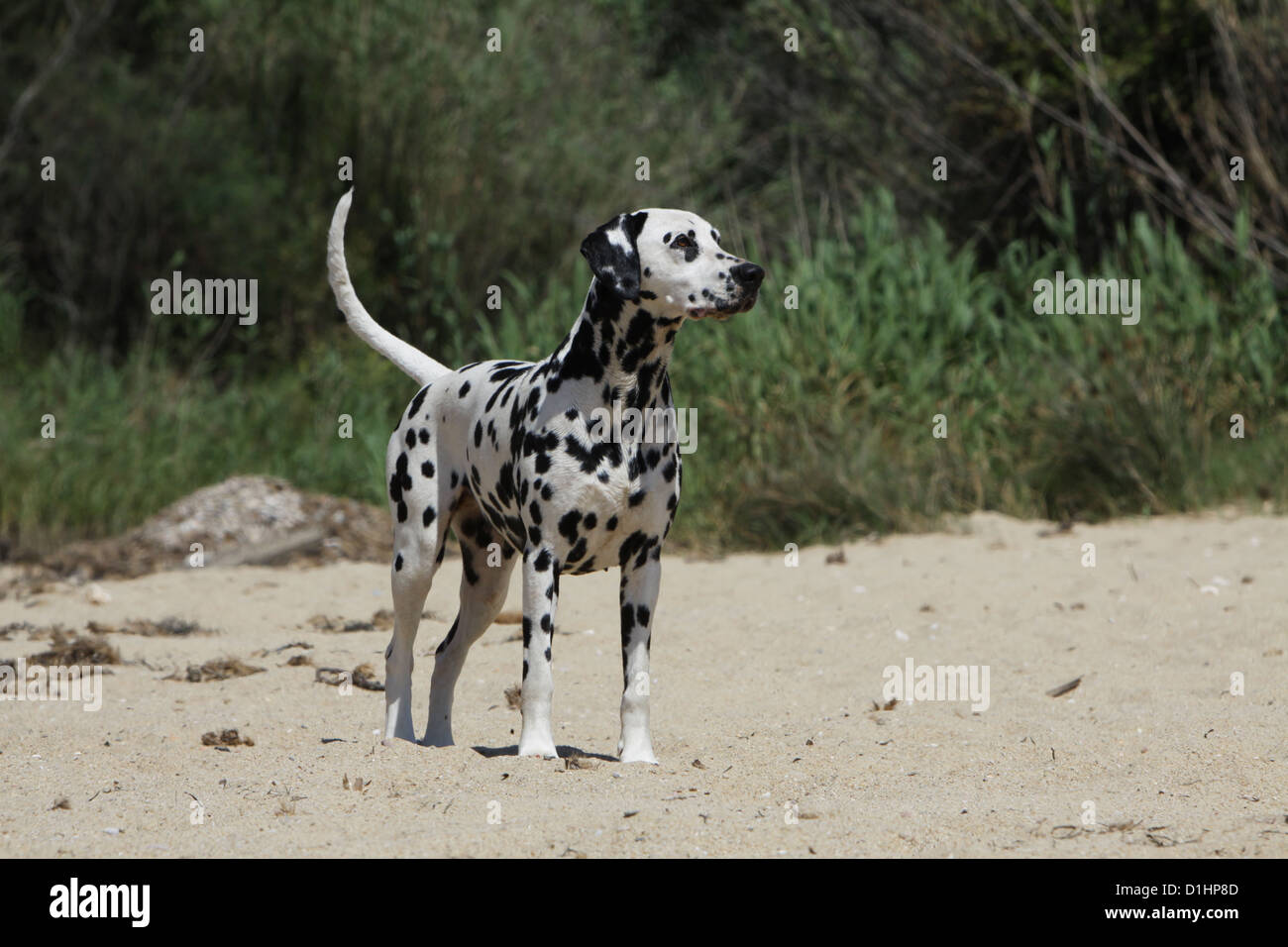 Dog Dalmatian / Dalmatiner / Dalmatien adult standing on the beach ...