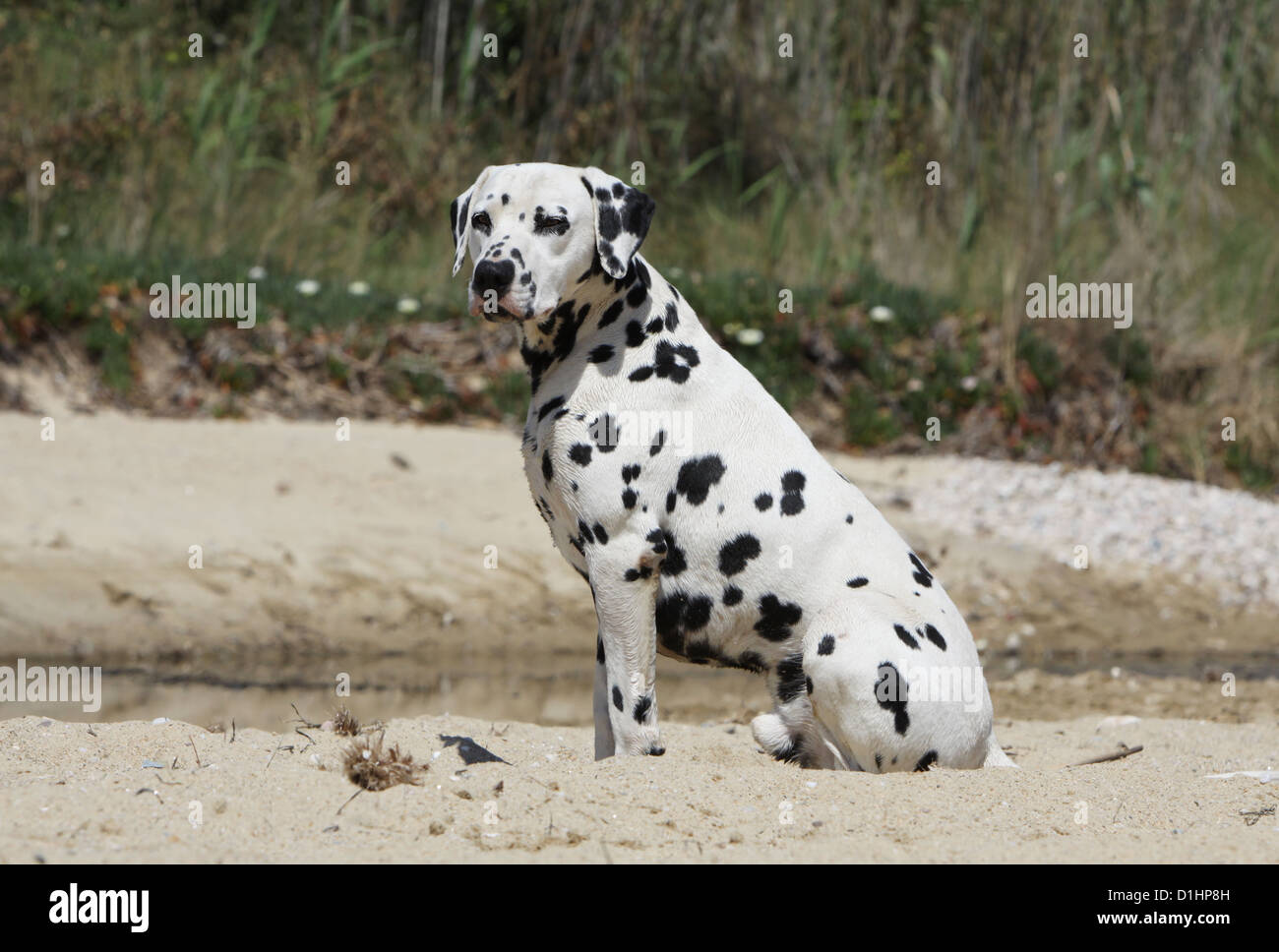 Dog Dalmatian / Dalmatiner / Dalmatien adult sitting on the beach Stock ...