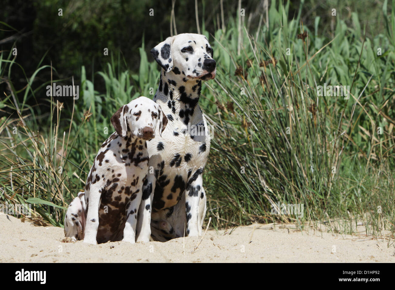 Dog Dalmatian / Dalmatiner / Dalmatien adult and puppy sitting on the ...