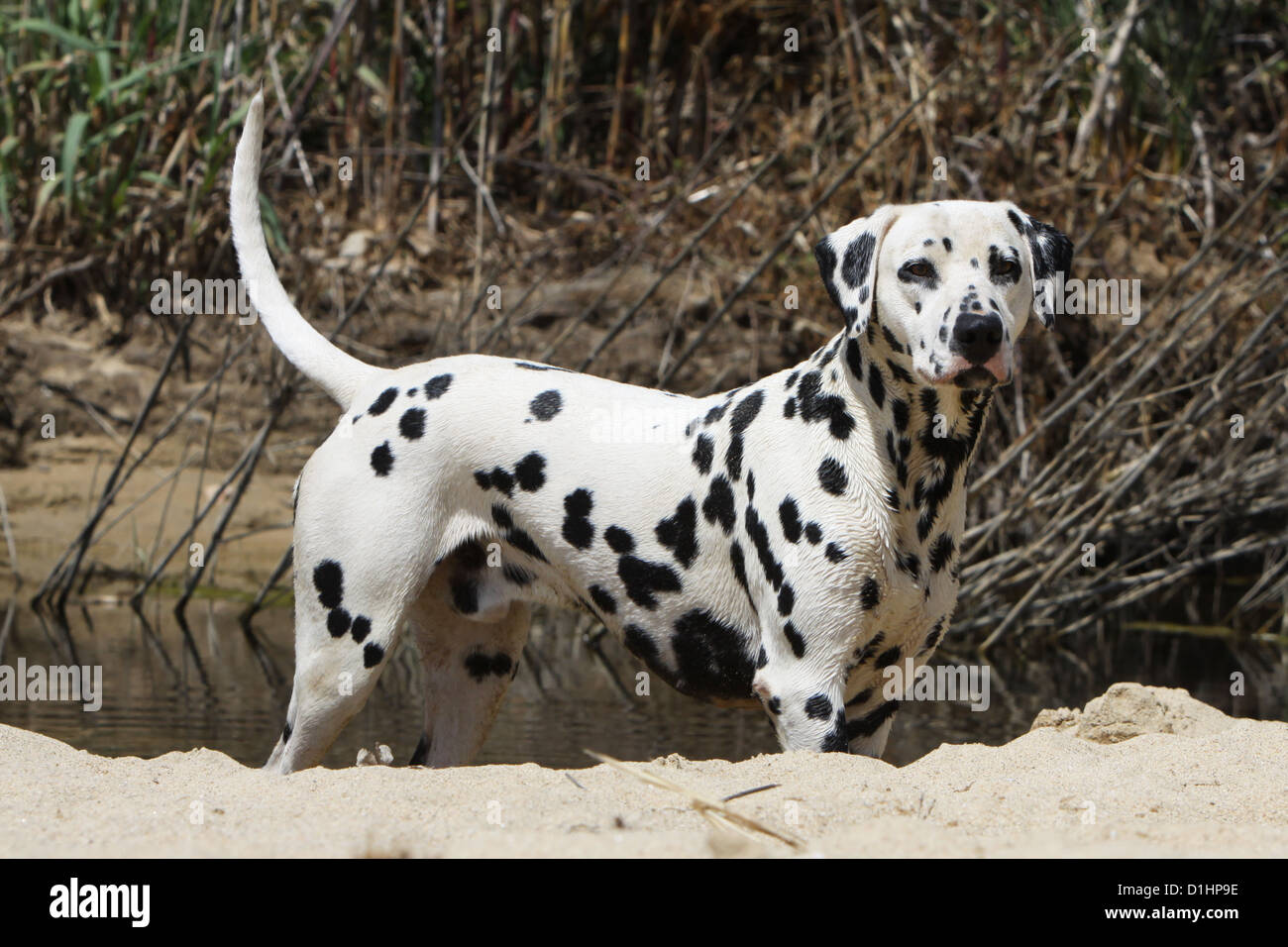 Dog Dalmatian / Dalmatiner / Dalmatien adult standard on the beach ...