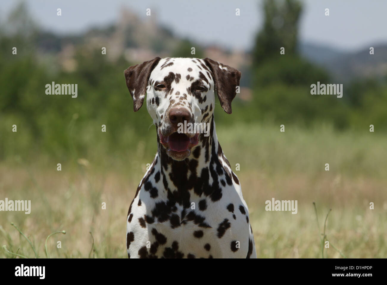 Liver spotted dalmatian hi-res stock photography and images - Alamy