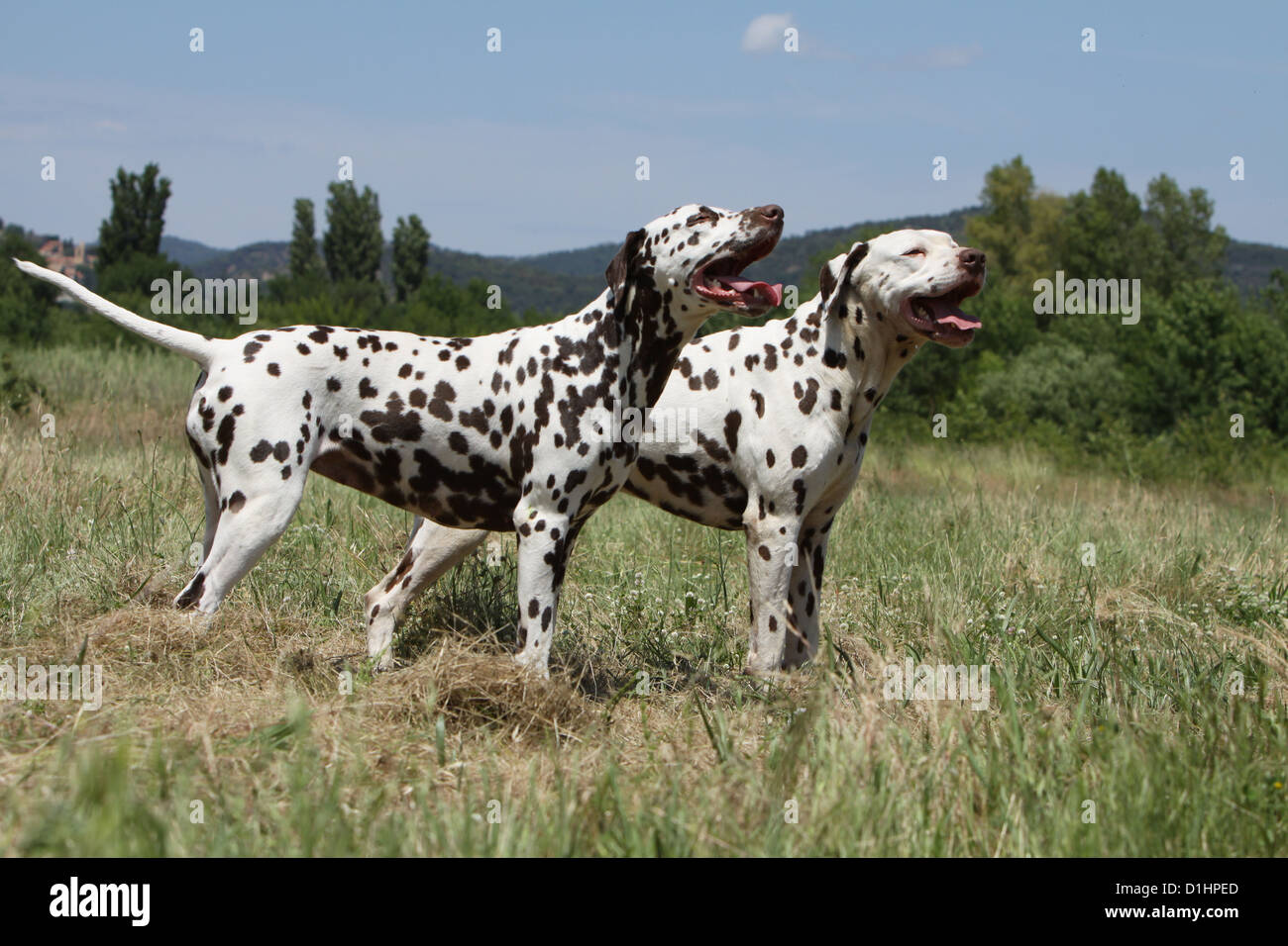 Liver spotted dalmatian hi-res stock photography and images - Alamy