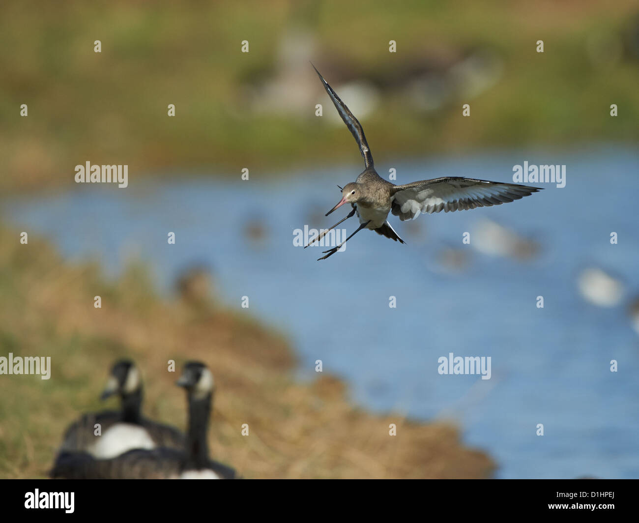 Black barred tail hi-res stock photography and images - Alamy