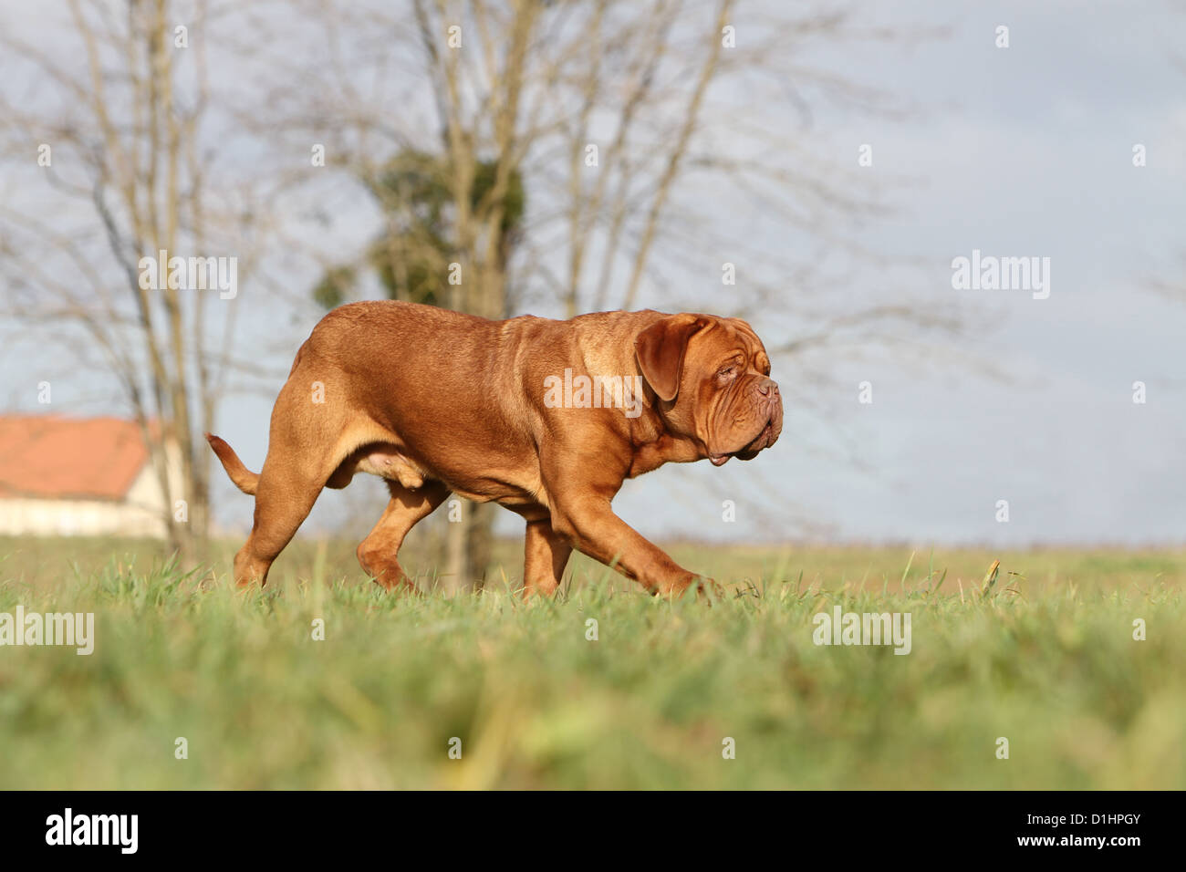 Race dogue de bordeaux hi-res stock photography and images - Alamy