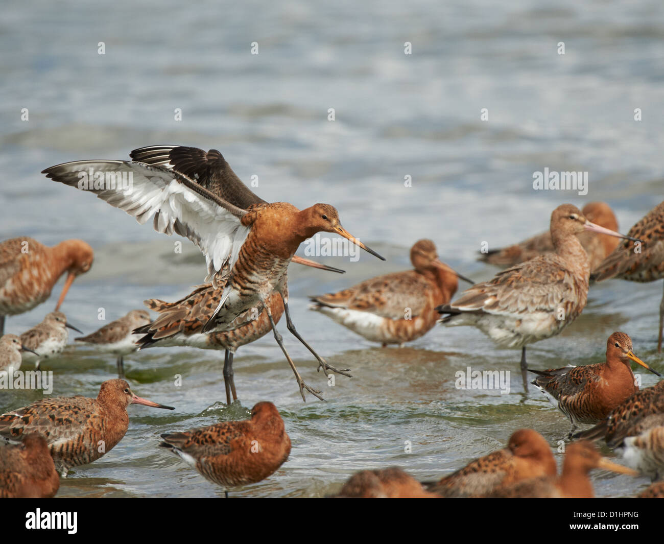 Long orange barred tail hi-res stock photography and images - Alamy
