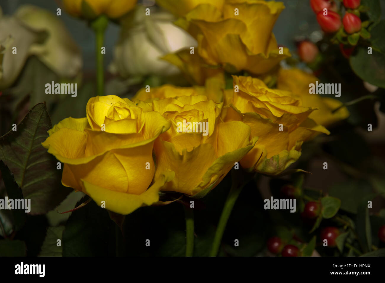 Three Roses Yellow High Resolution Stock Photography and Images - Alamy