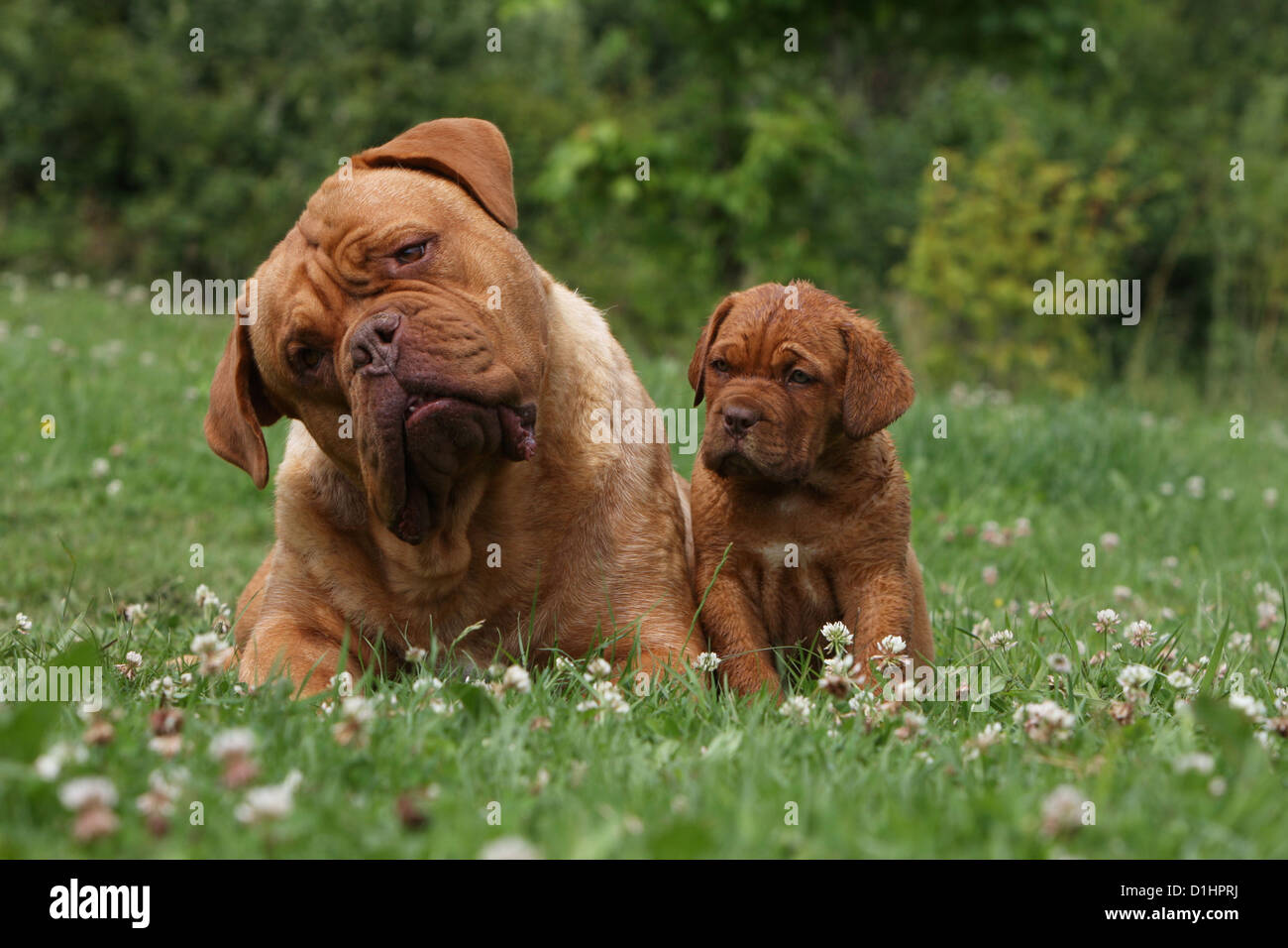Are There Dry Mouth Mastiffs