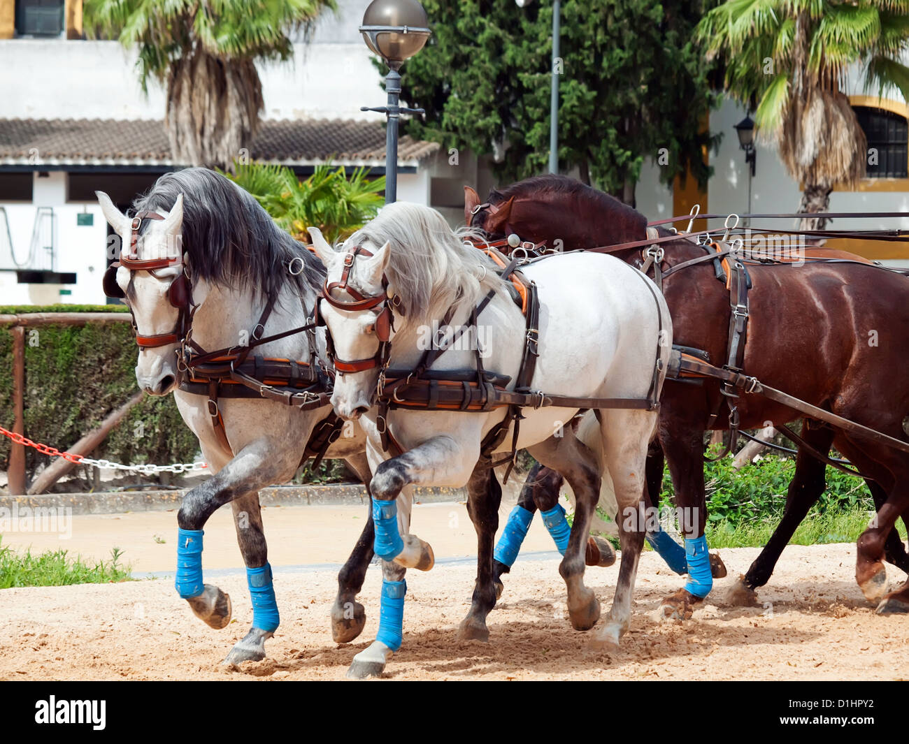 Andalusian Carriage High Resolution Stock Photography and Images - Alamy
