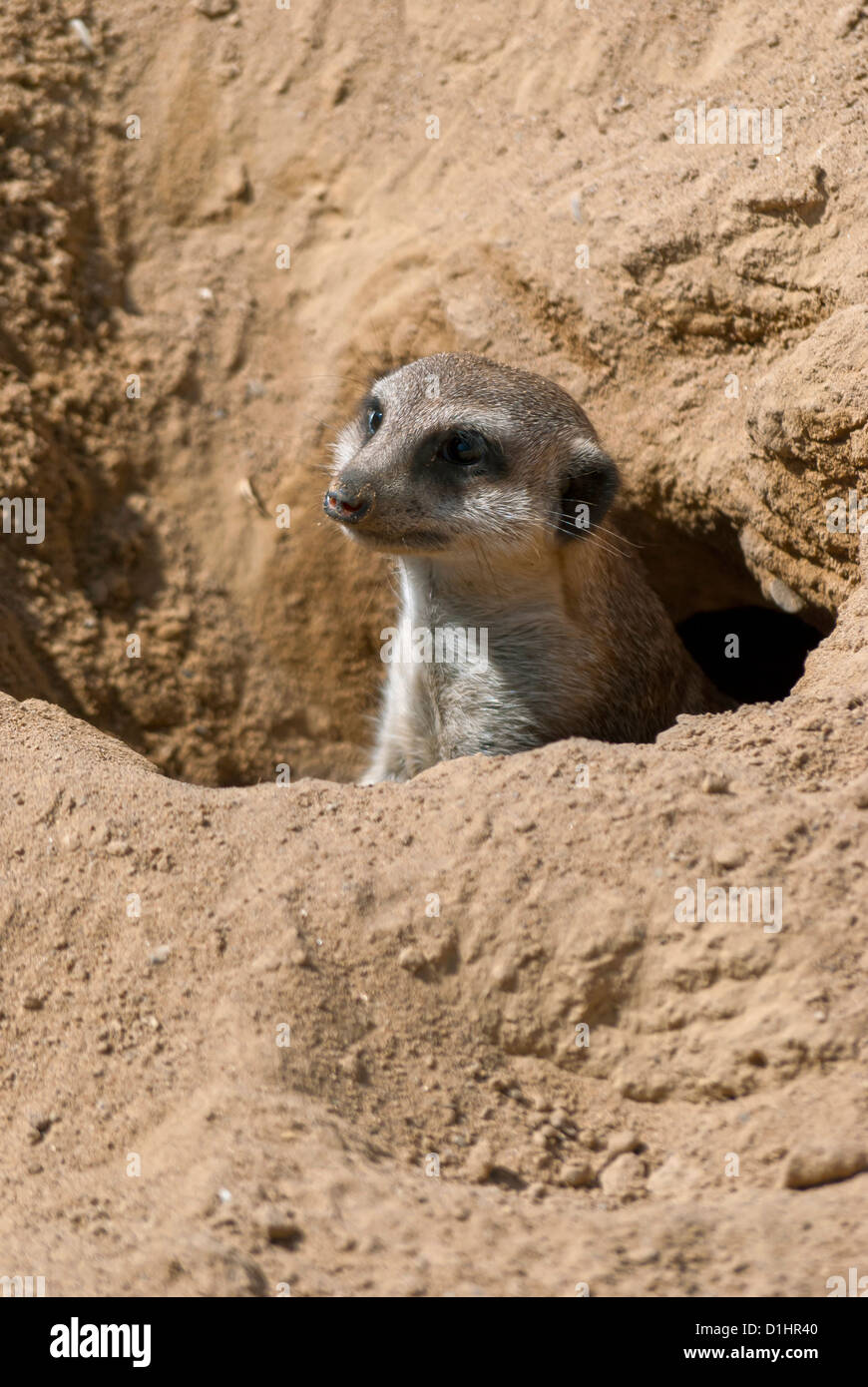 Cute meerkat or suricate, Suricata suricatta, small mammal belonging to ...