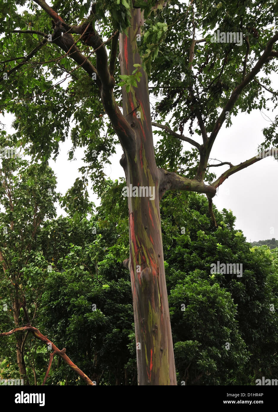 Rainbow Eucalyptus Tree Canopy