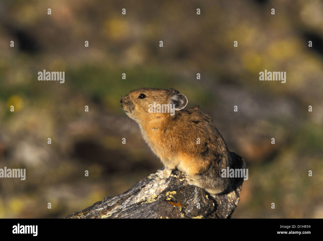 Mammal pika colorado united states hi-res stock photography and images ...