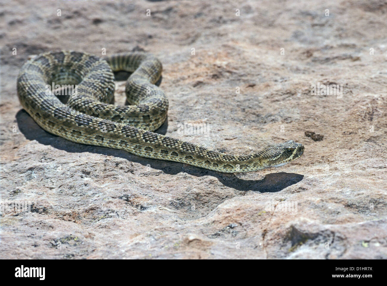 Prairie Rattlesnake Crotalus viridis viridis Durango, Colorado, United ...