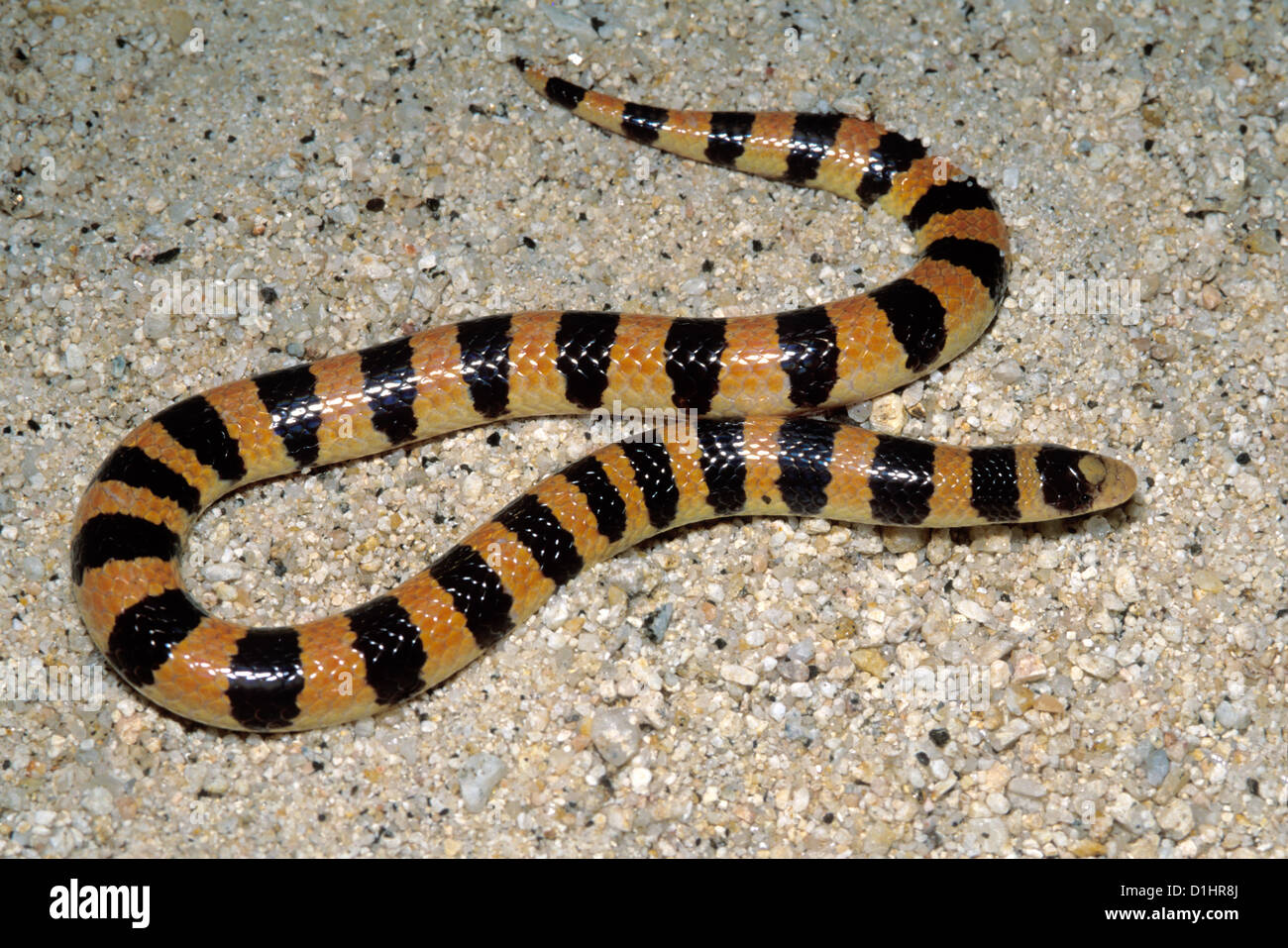 Variable Sandsnake Chilomeniscus stramineus 3 km north of Todos Santos ...