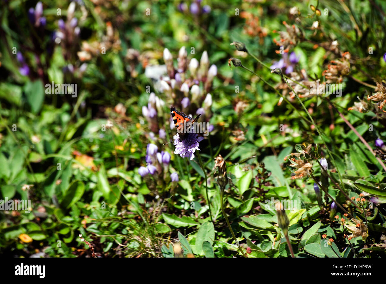 Devil's bit mountain hi-res stock photography and images - Alamy